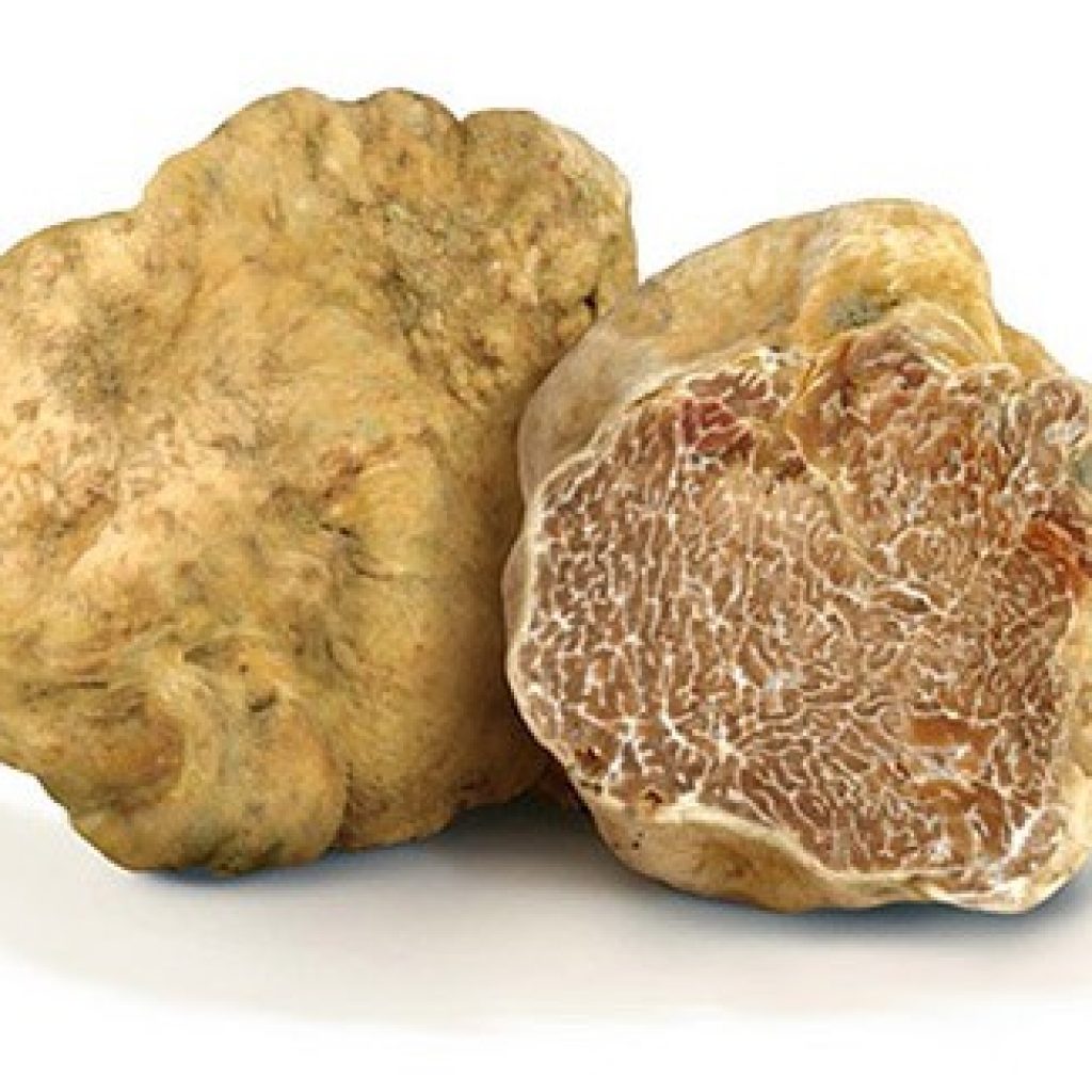 alba white_tuber magnatum_inkable spotlight - Inkable Australia